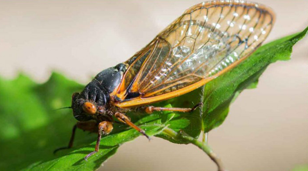 ফিচার I প্রাণঘাতী কীটনাশক