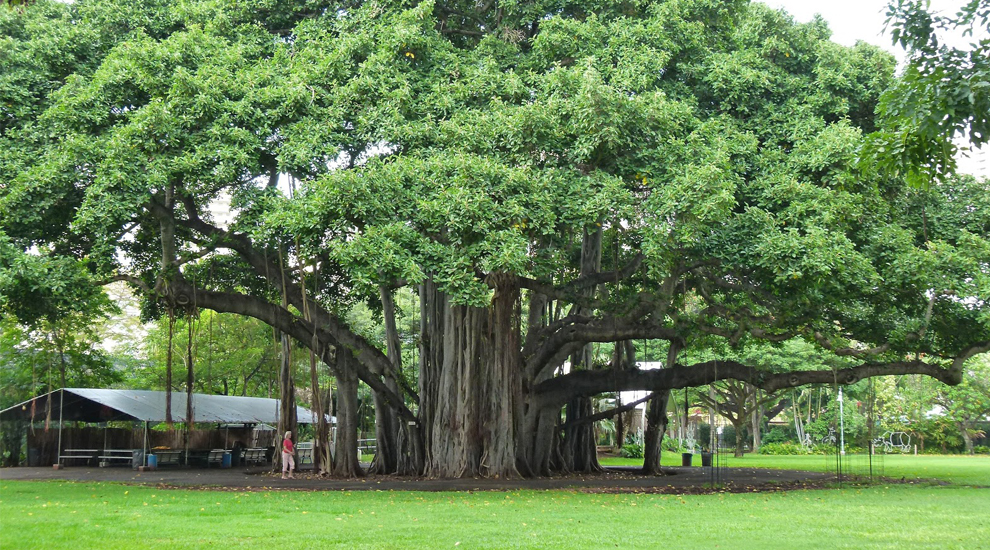ফিচার I বটের ছায়ায়